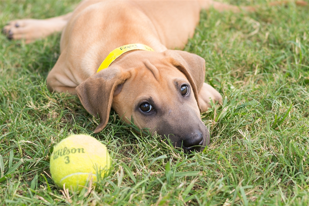 Toby - Large Male Rhodesian Ridgeback x Shar Pei Mix Dog in QLD - PetRescue