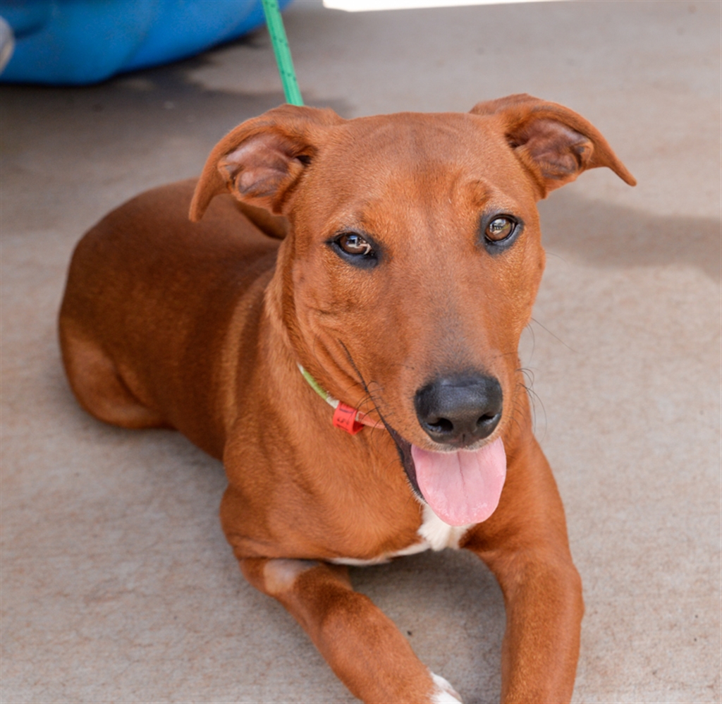 Dan - Large Male Rhodesian Ridgeback Mix Dog in QLD - PetRescue