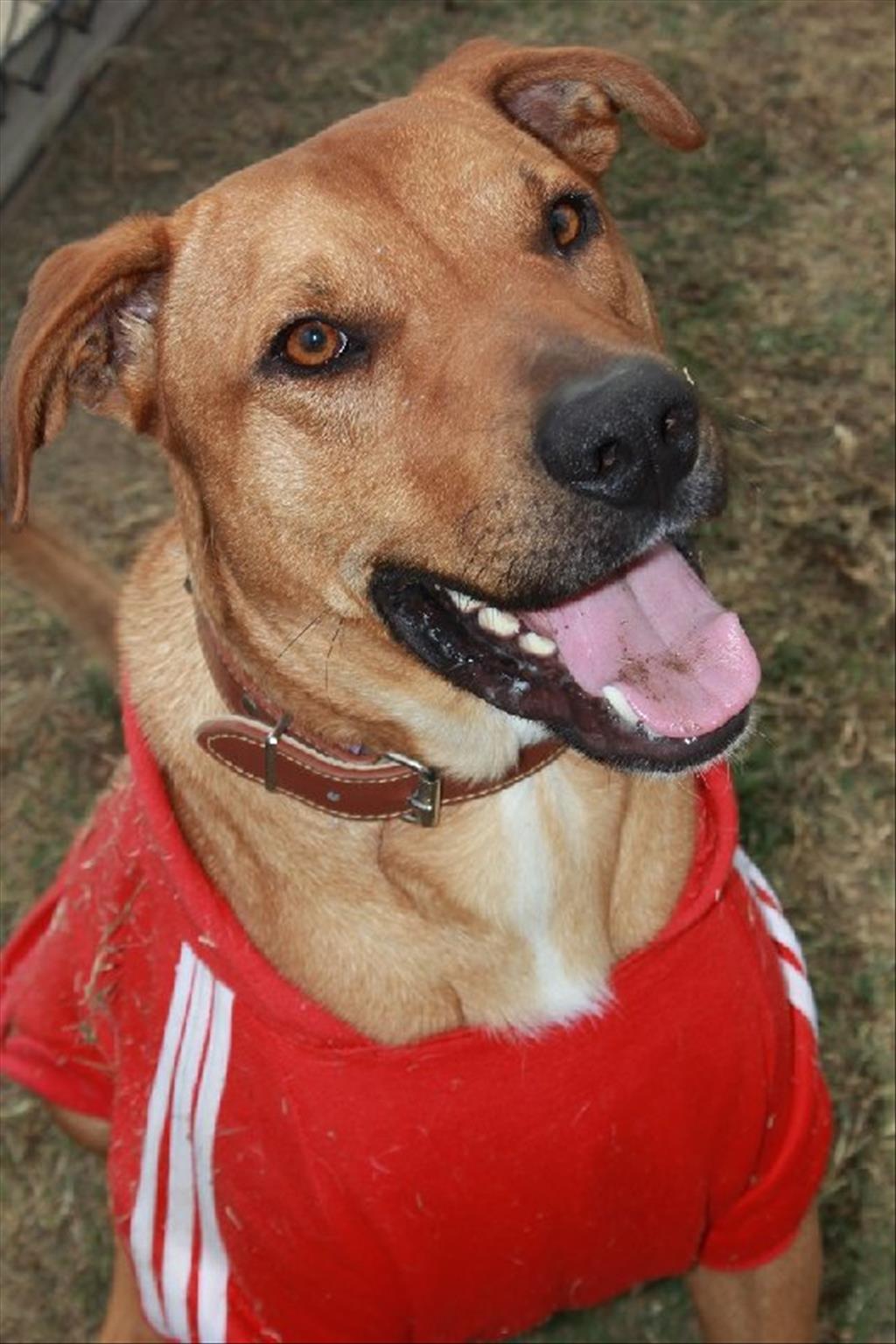 Pluto - Large Male Rhodesian Ridgeback x American Staffordshire Bull ...