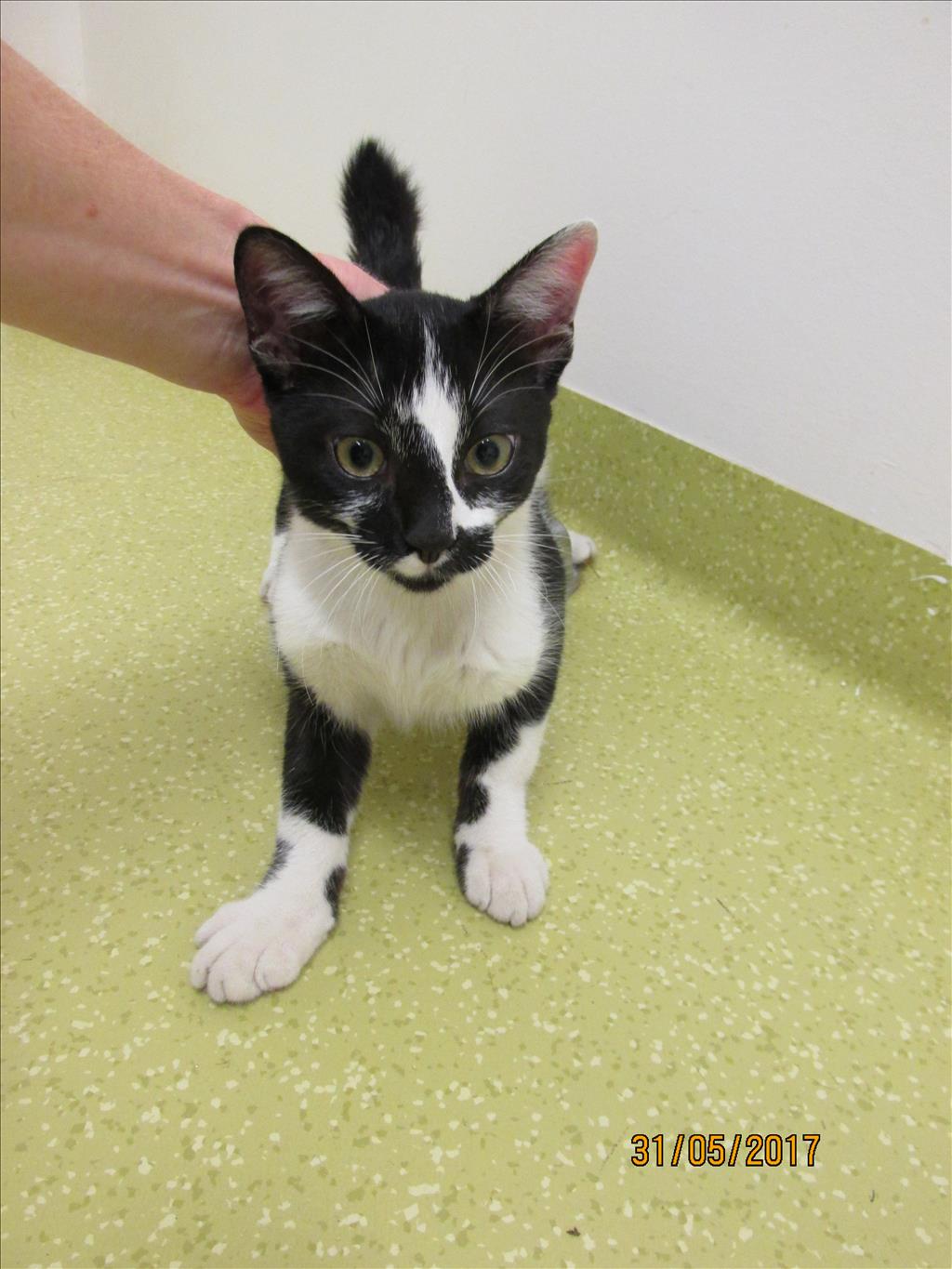 Tomkins - Male Domestic Short Hair x Manx Mix Cat in QLD - PetRescue