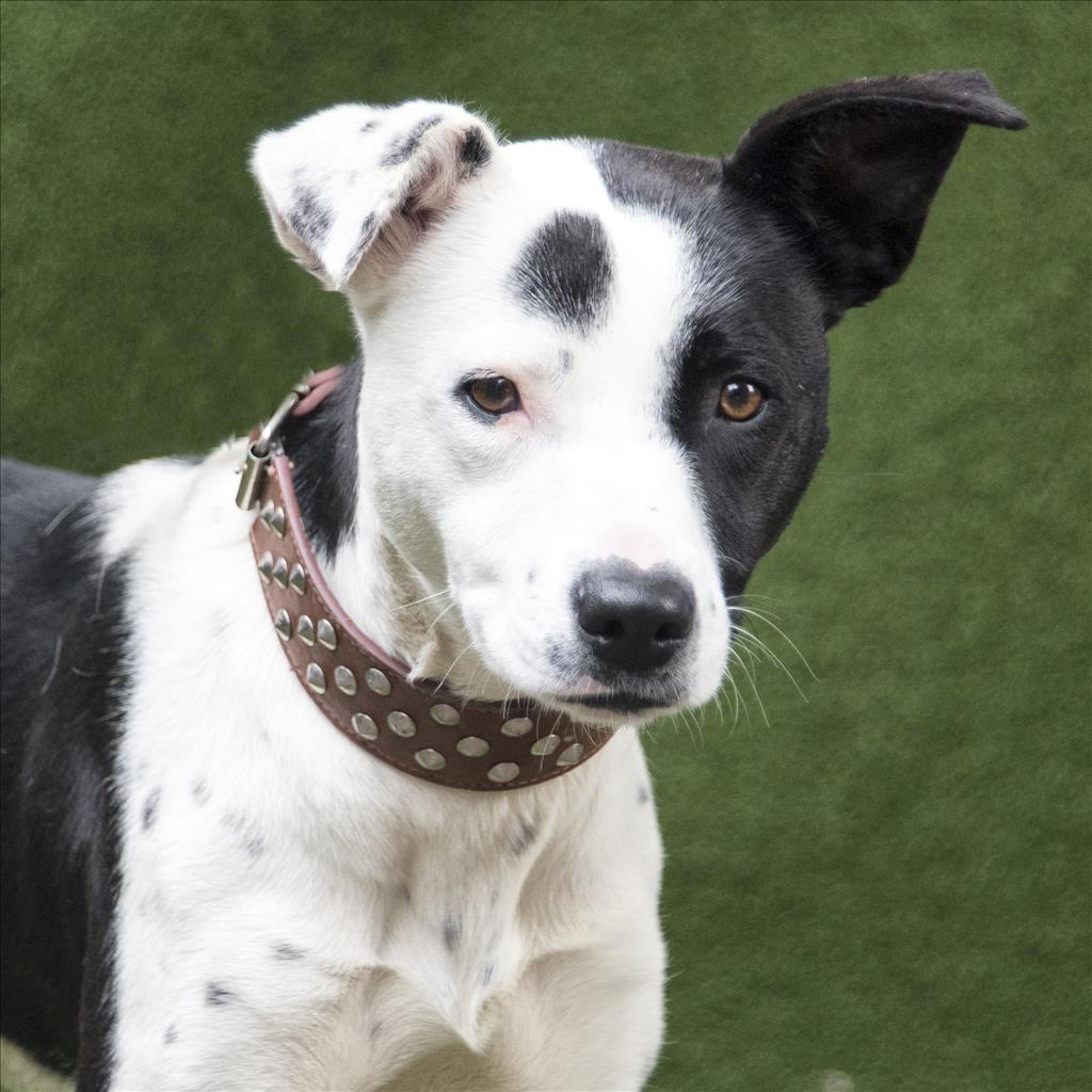 Poppy - Medium Female Border Collie x English Staffordshire Bull ...