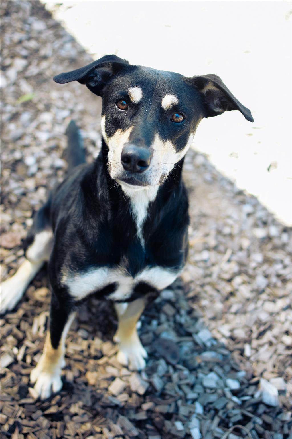 Tizz - Medium Female Kelpie Mix Dog in QLD - PetRescue