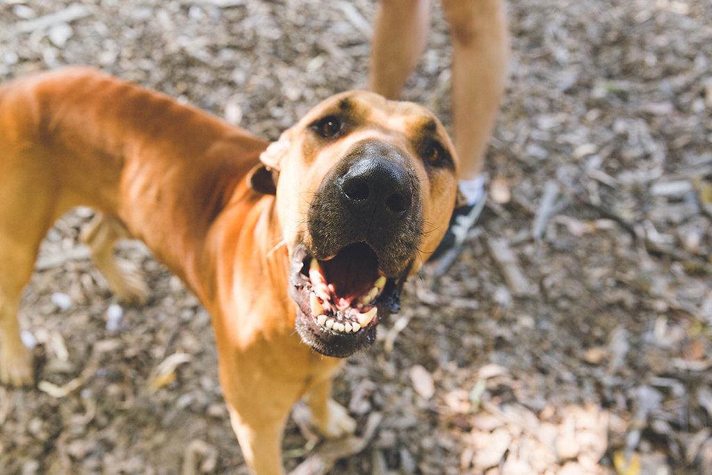 Ruffy - Large Male Great Dane x Rhodesian Ridgeback Mix Dog in QLD ...