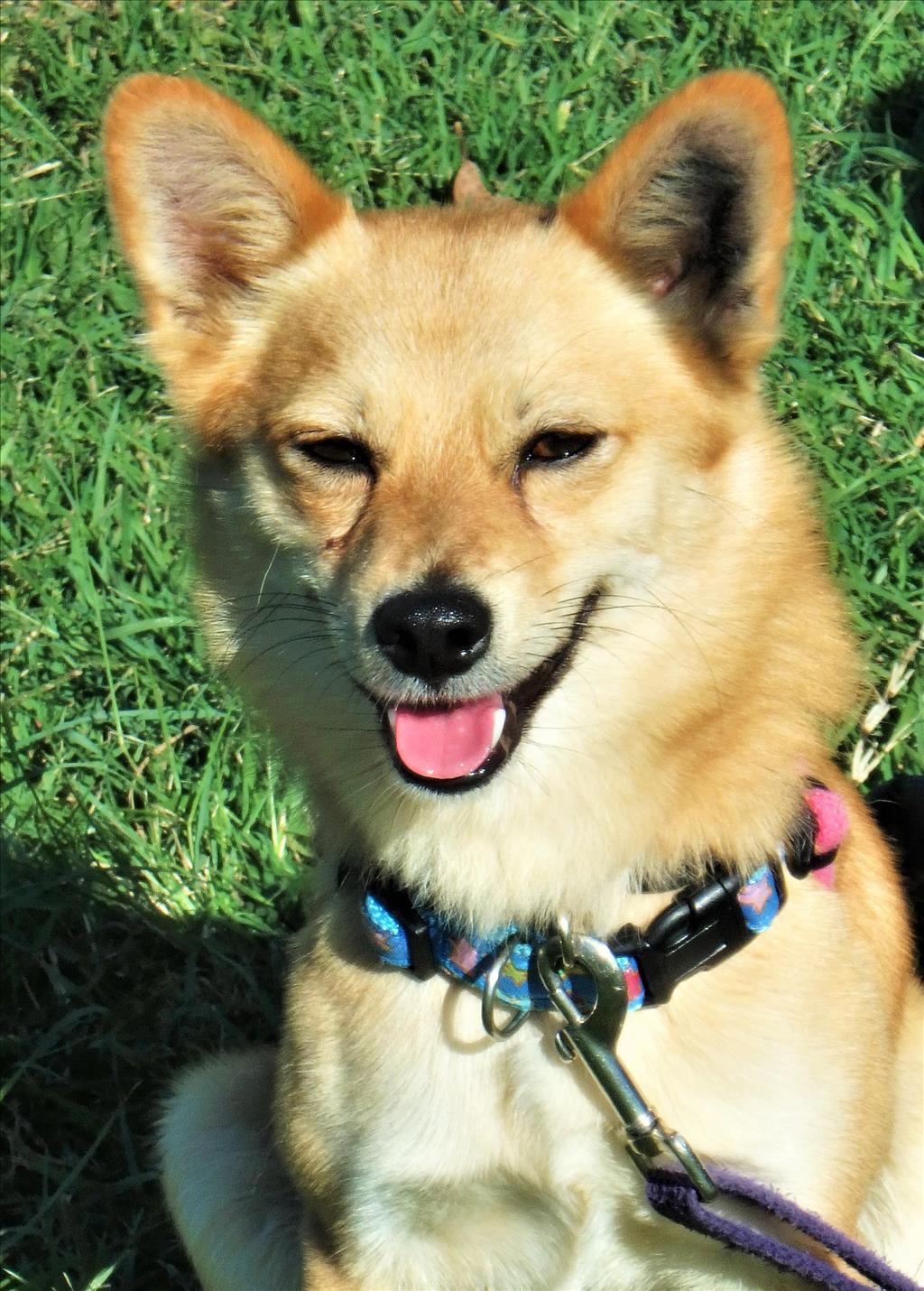 Zeus - Small Male Miniature Fox Terrier x Pomeranian Mix Dog in QLD ...