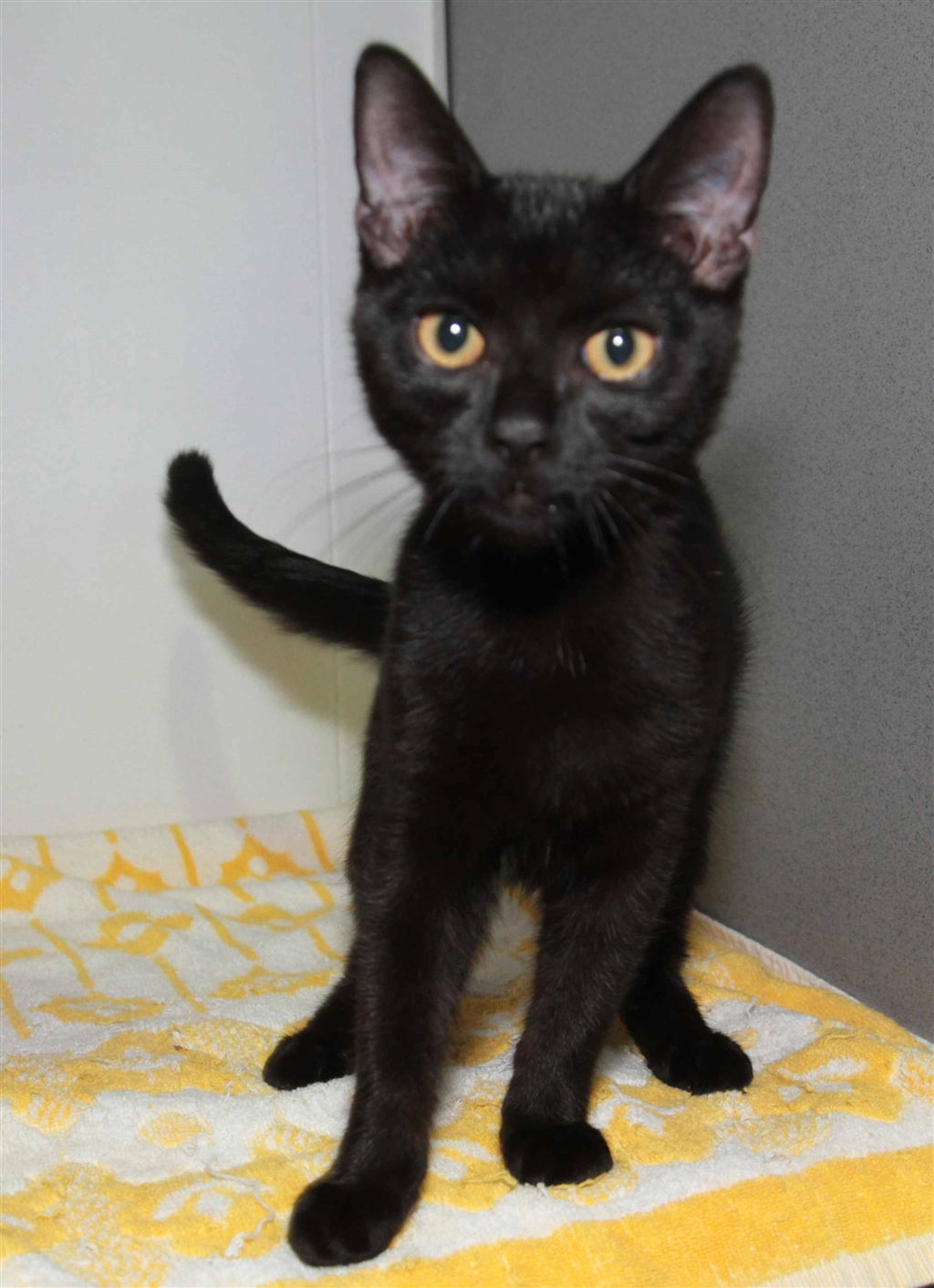 Sparrow - Male Bombay Mix Cat in QLD - PetRescue