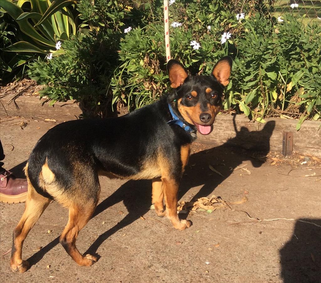 Lucy - Small Female Australian Cattle Dog x Miniature Pinscher Mix Dog ...