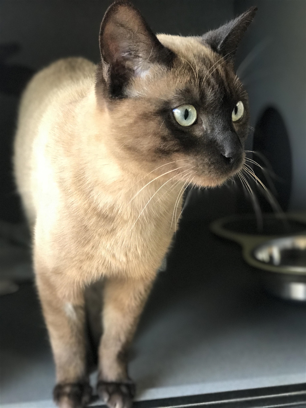 Marco - Male Burmese Mix Cat in QLD - PetRescue