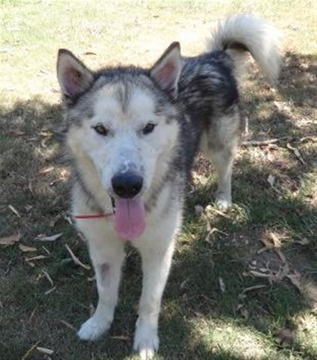 Lohki - Large Male Alaskan Malamute x Siberian Husky Mix Dog in QLD ...