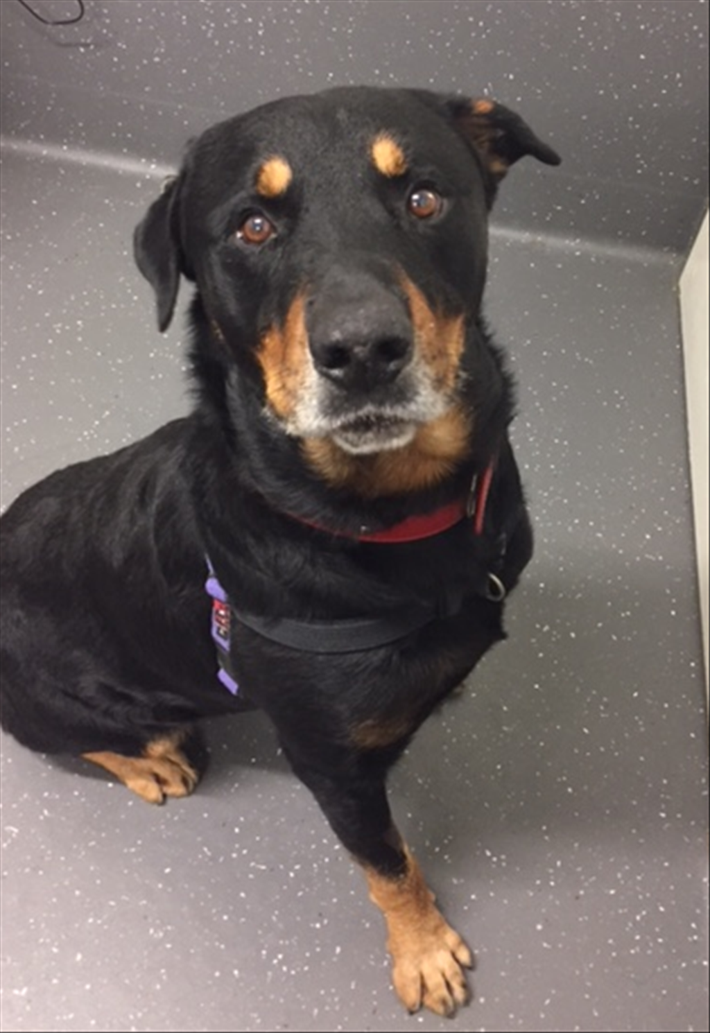 Bear - Large Male Rottweiler x Labrador Retriever Mix Dog in QLD ...