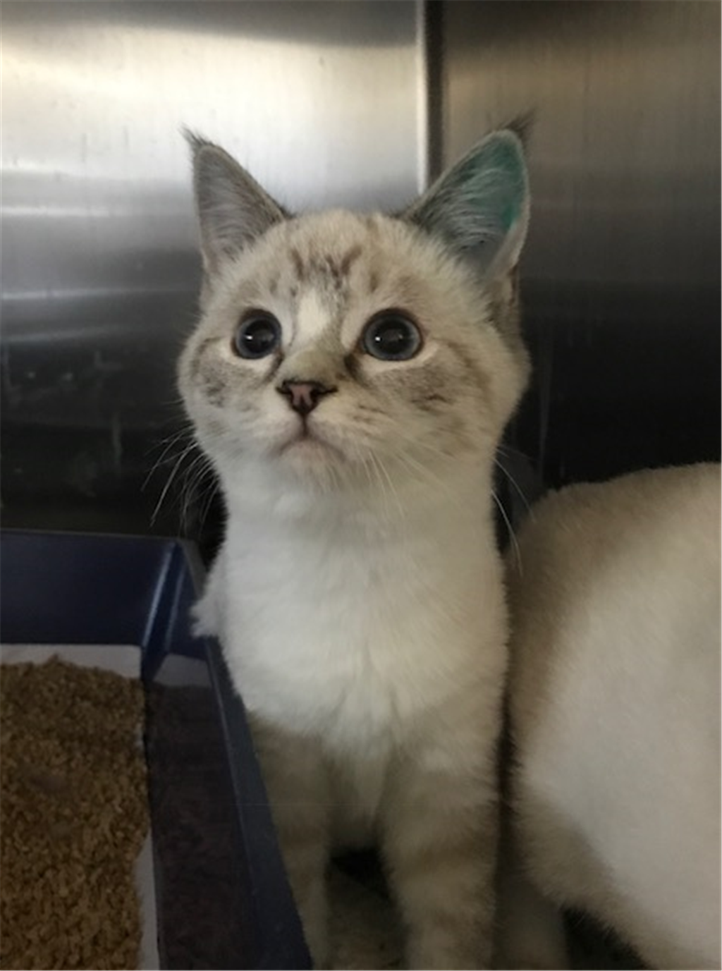 Lula - Female Layanese Mix Cat in QLD - PetRescue