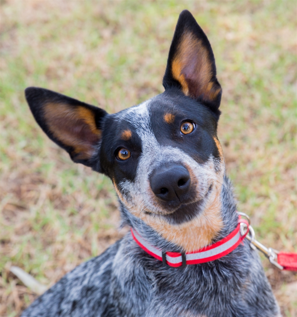 Curly - Medium Male Australian Stumpy Tail Cattle Dog x Kelpie Mix Dog ...