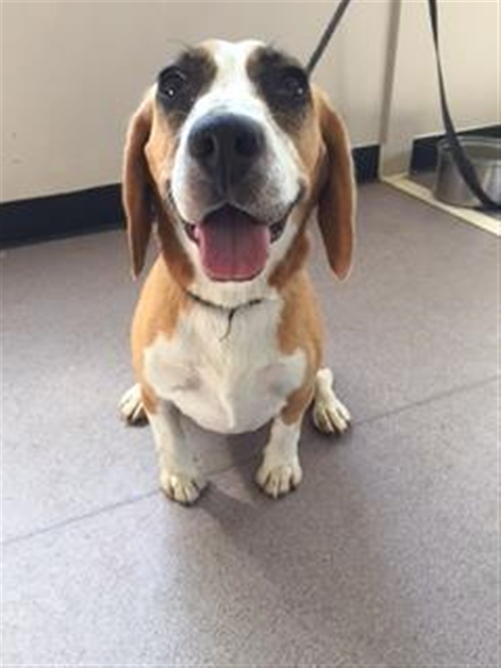 Ava - Medium Female Beagle Mix Dog in QLD - PetRescue