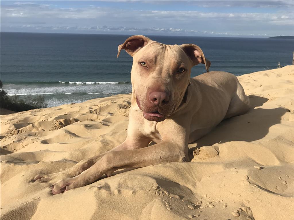 Bronx - Medium Male Pointer x American Staffordshire Bull Terrier Mix ...