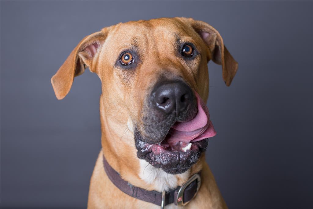 Timmy - Large Male Boxer x Rhodesian Ridgeback Mix Dog in QLD - PetRescue