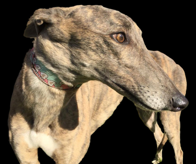 Dixie - Small Female Greyhound Dog in VIC - PetRescue