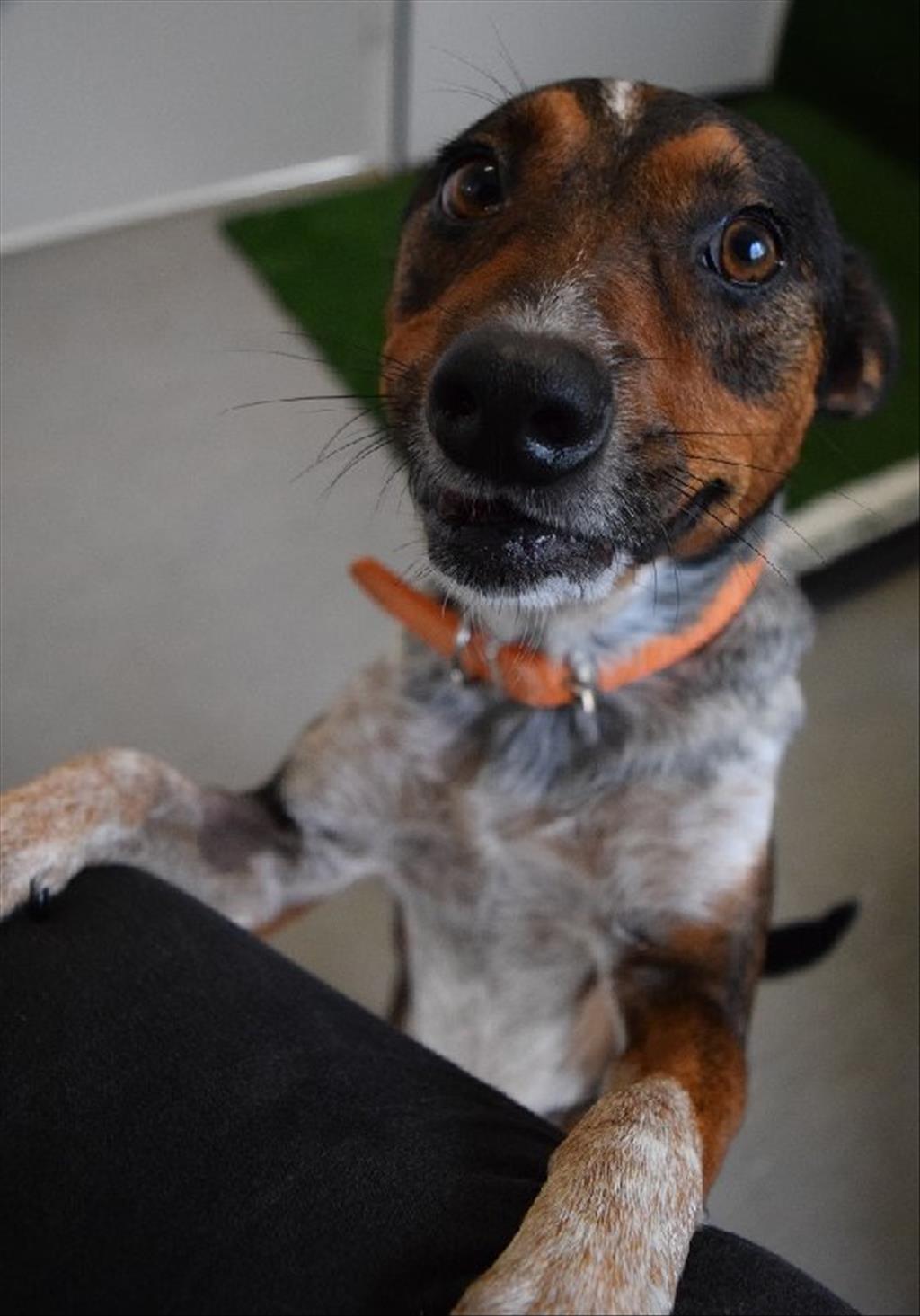 Daisy - Medium Female Australian Cattle Dog x Kelpie Mix Dog in QLD ...