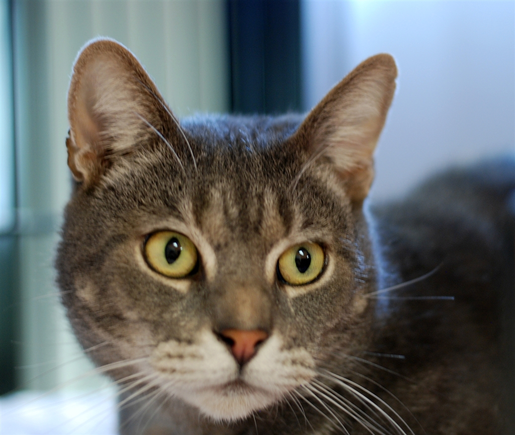 Possum - Male Domestic Short Hair Mix Cat in QLD - PetRescue