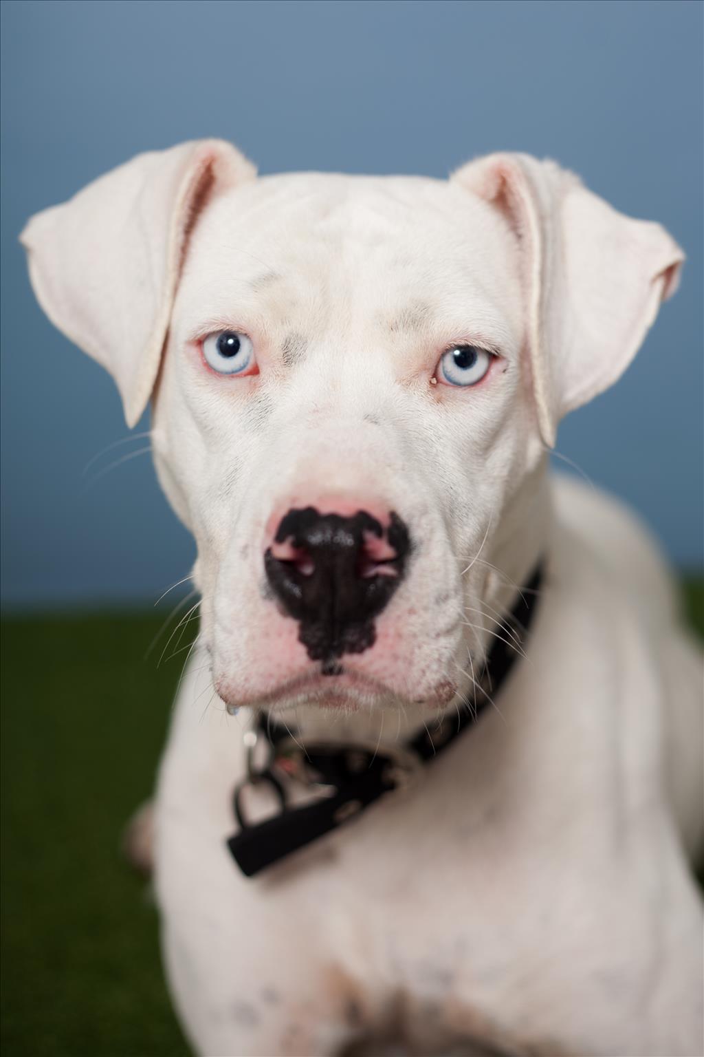 Bluebelle - Large Female North Queensland Bullhound Mix Dog in QLD ...