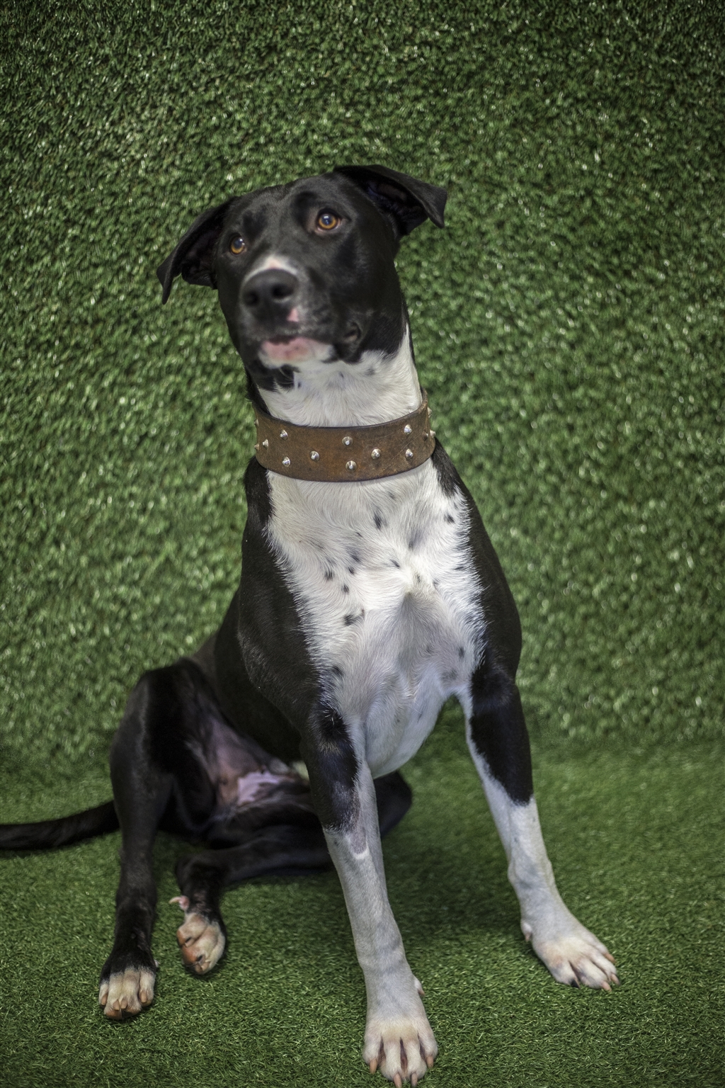 Kealy - Large Female Rhodesian Ridgeback x American Staffordshire Bull ...