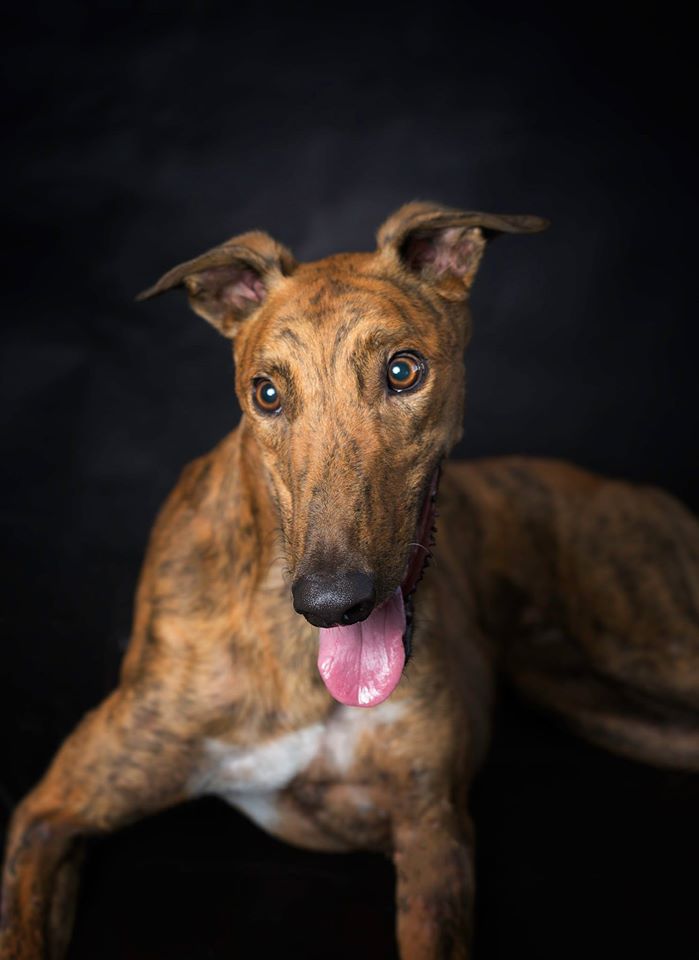 Dingo - Large Male Greyhound Dog in QLD - PetRescue