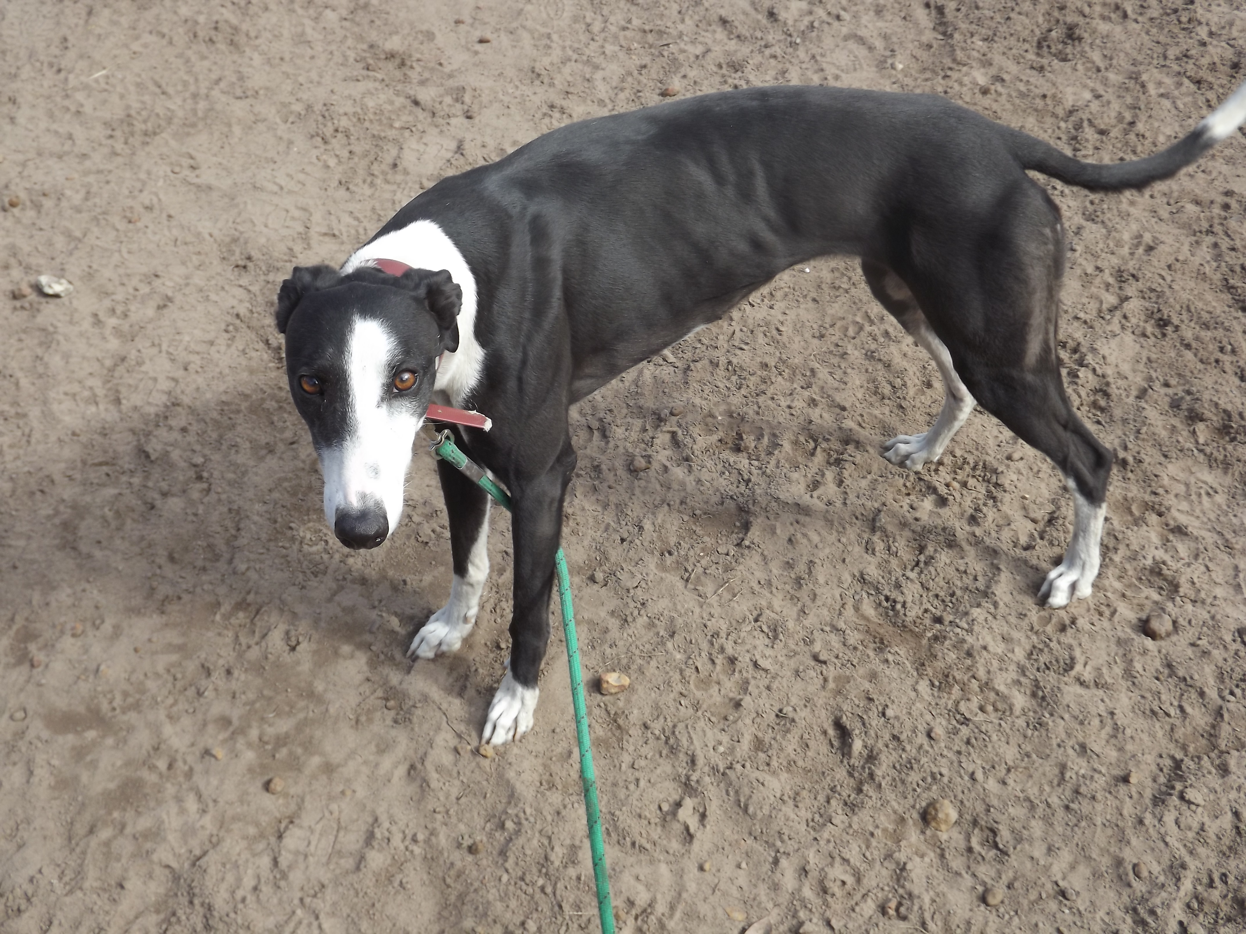 Susie - Large Female Greyhound Dog in QLD - PetRescue