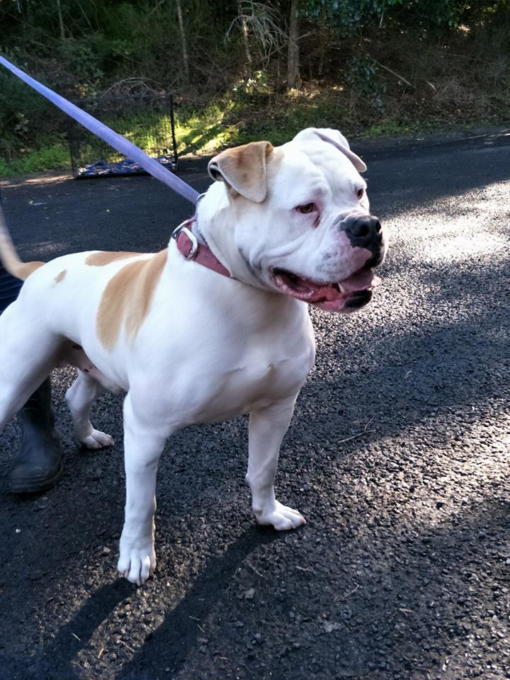 Hunter - Medium Male American Bulldog Dog in NSW - PetRescue