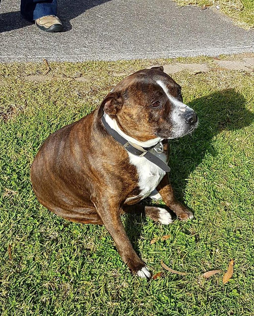Jack - Medium Male Staffi Mix Dog in NSW - PetRescue
