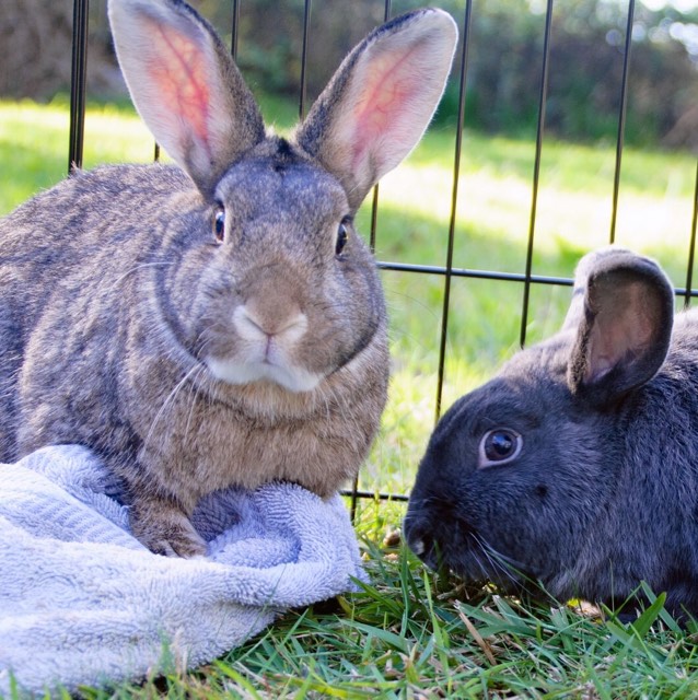 Piper - Male Rabbit in NSW - PetRescue