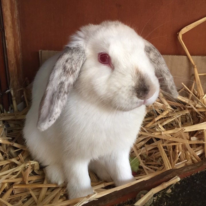 Pinky - Female Rabbit in NSW - PetRescue