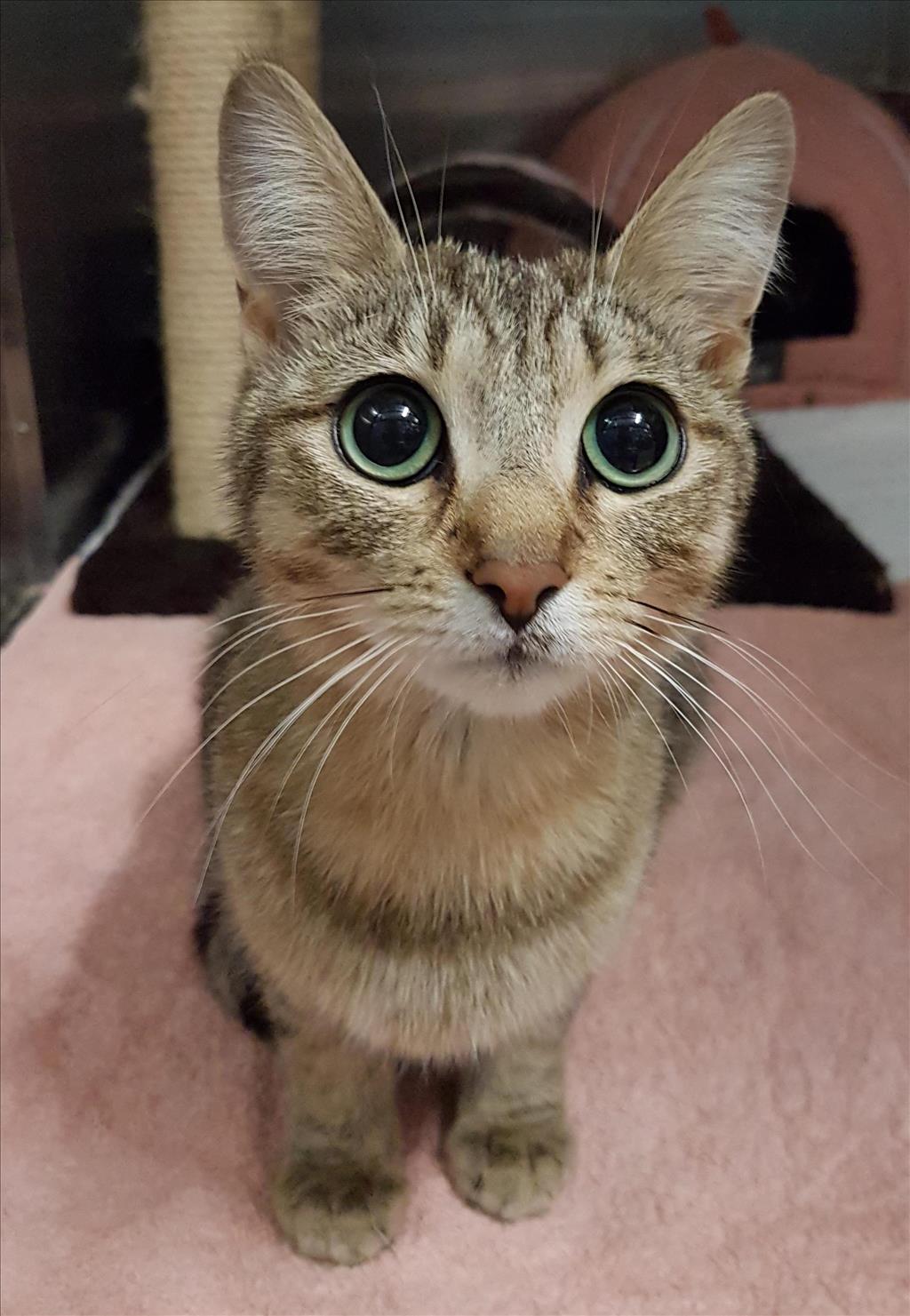 Splotch - Female Domestic Short Hair Cat in ACT - PetRescue