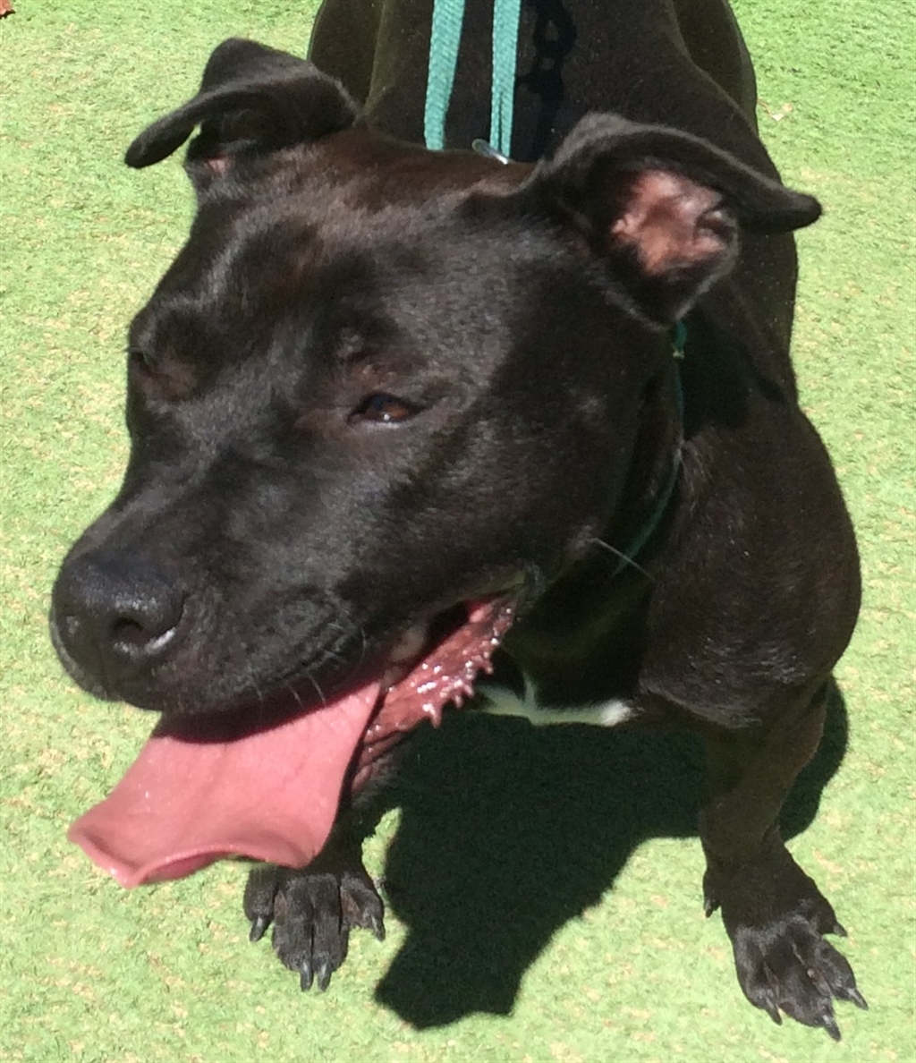 Roxy - Medium Female Staffordshire Bull Terrier Dog in ACT - PetRescue
