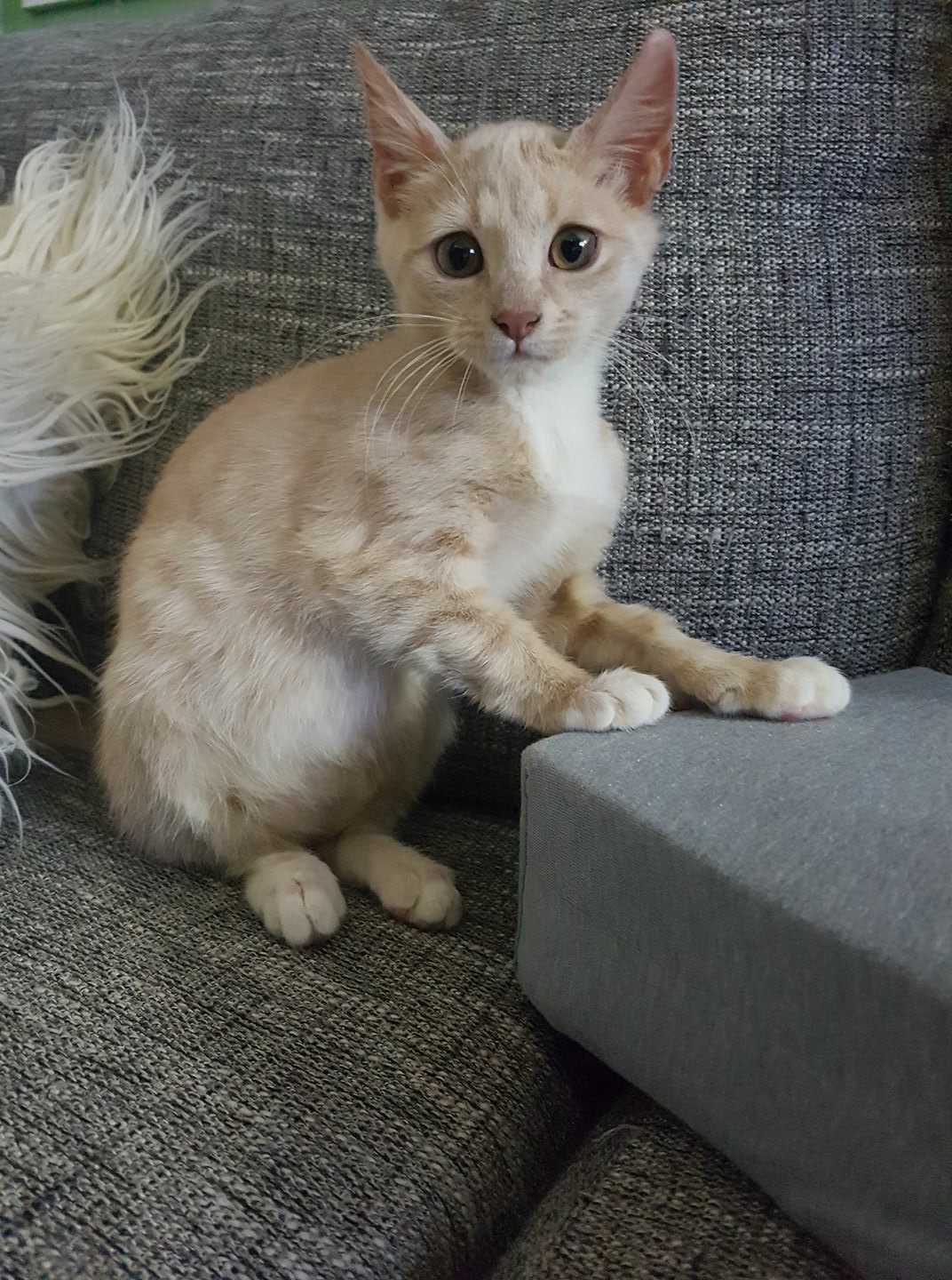 Pretty little Cream Puff - Female Domestic Short Hair Cat in NSW ...