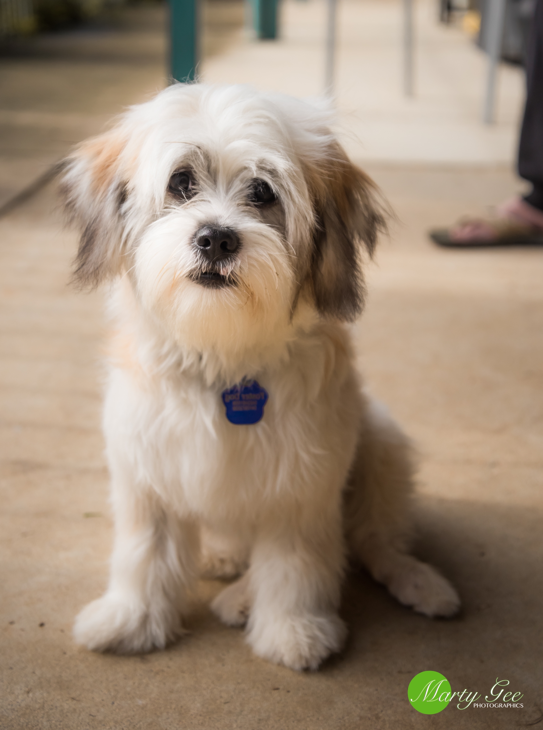 Monty - Small Male Terrier Dog in QLD - PetRescue