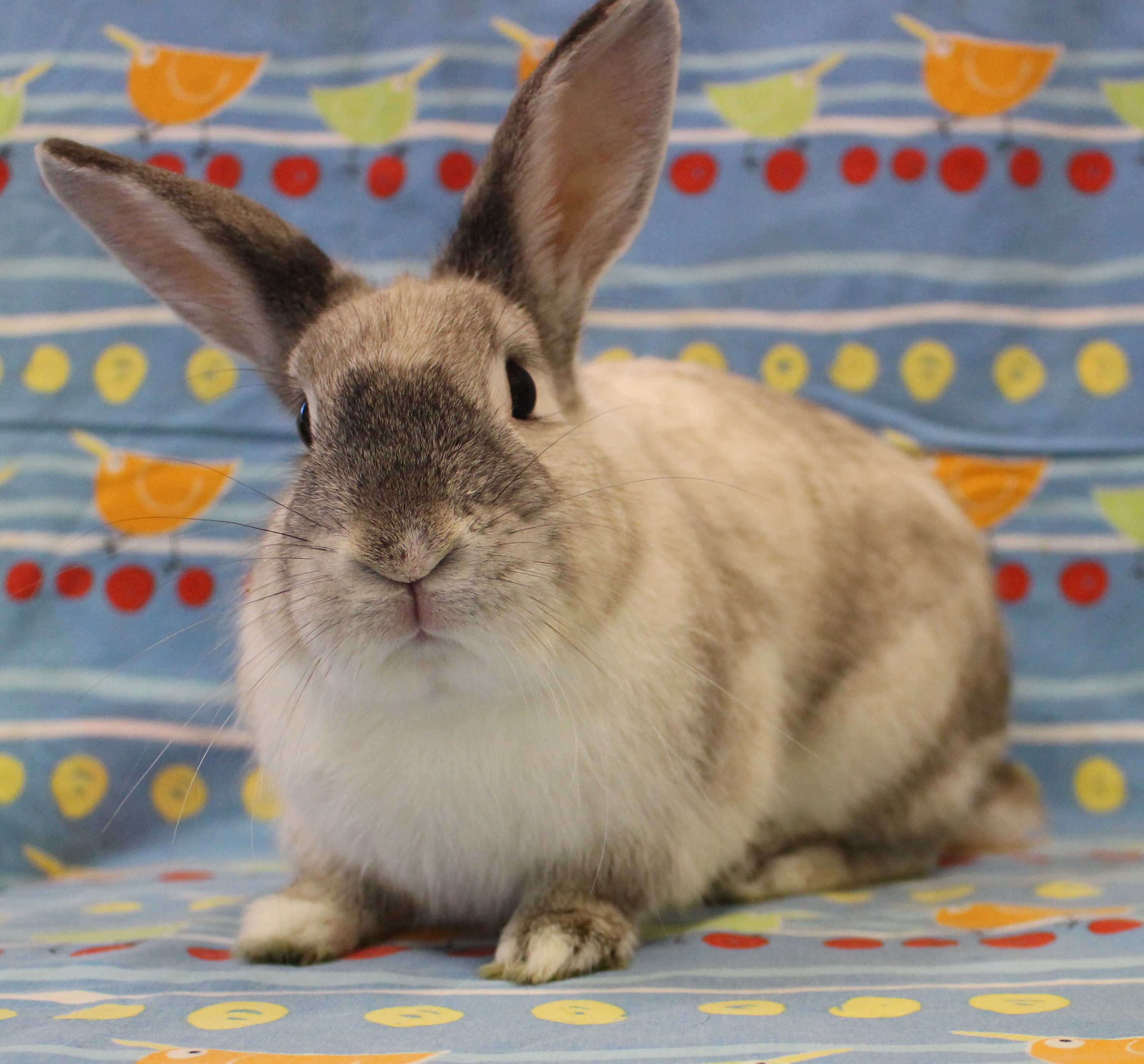 Monty - Male Rabbit in VIC - PetRescue