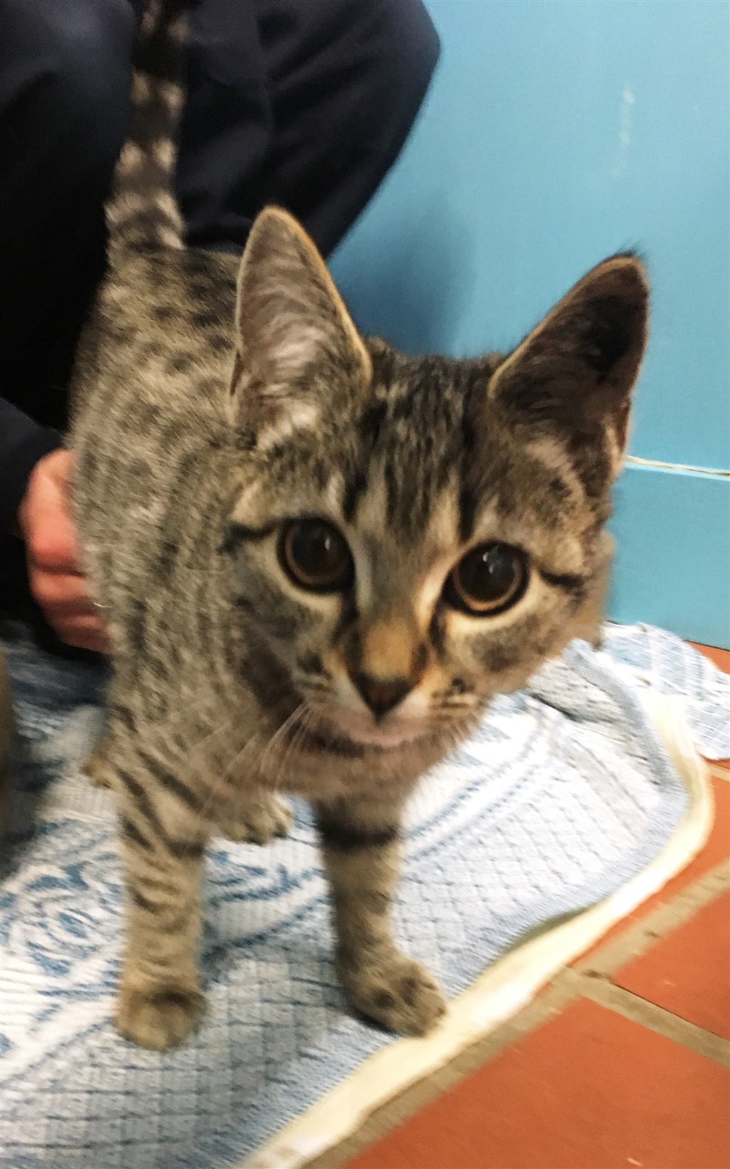 Isadora - Female Domestic Short Hair Cat in ACT - PetRescue