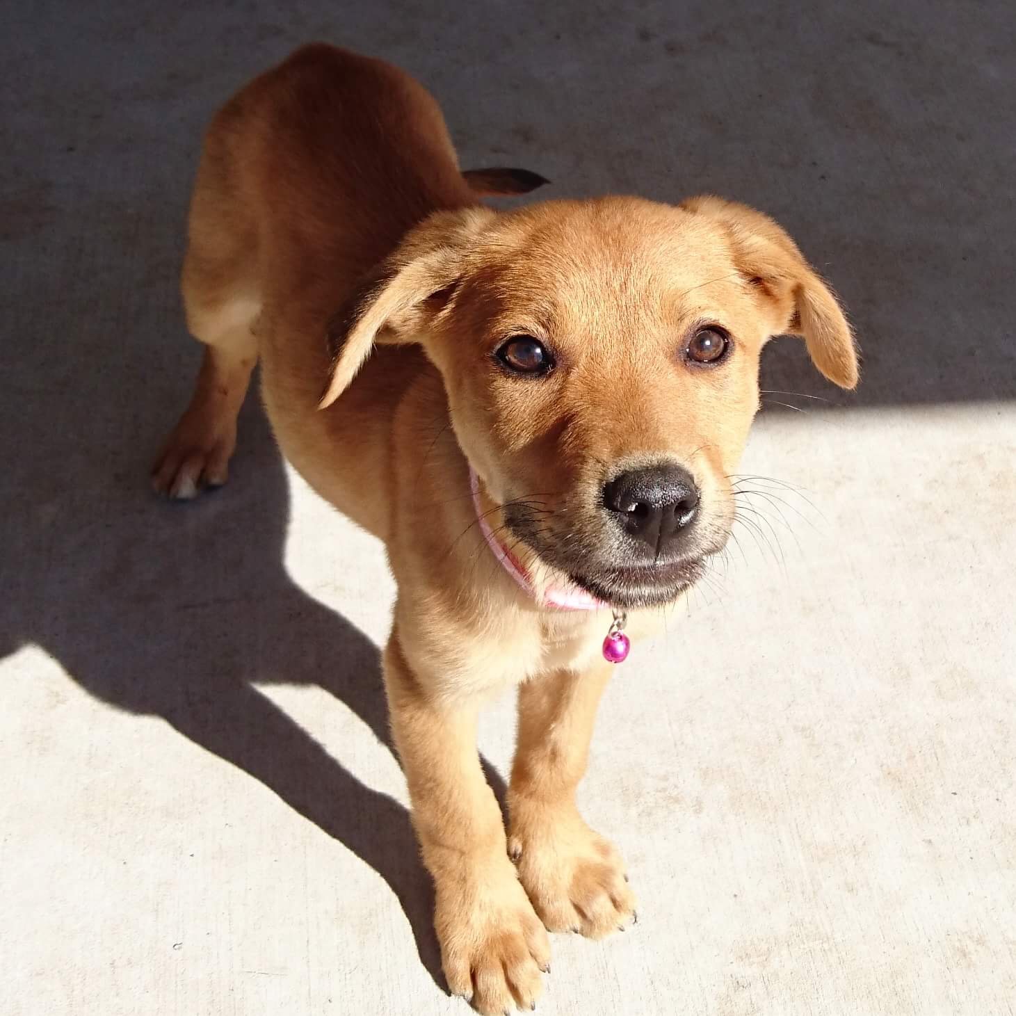 Suzie - Medium Female German Shepherd Mix Dog in QLD - PetRescue