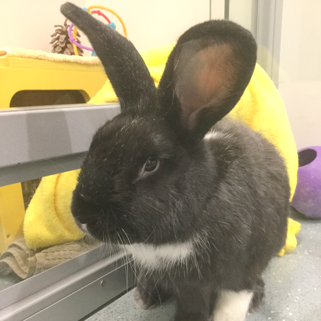 Macho - Male Rabbit in VIC - PetRescue