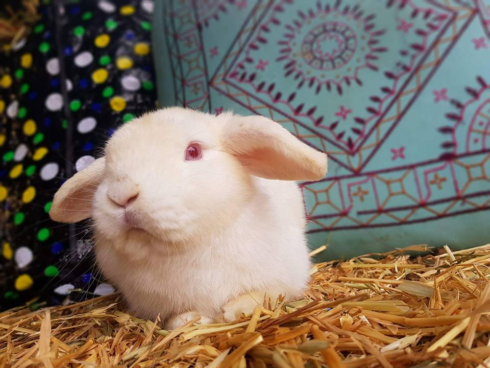 Ralphy - Male Rabbit in VIC - PetRescue