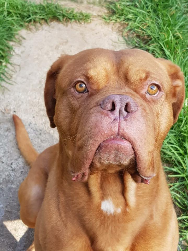 Cliffy - Large Male Dogue De Bordeaux Dog in NSW - PetRescue