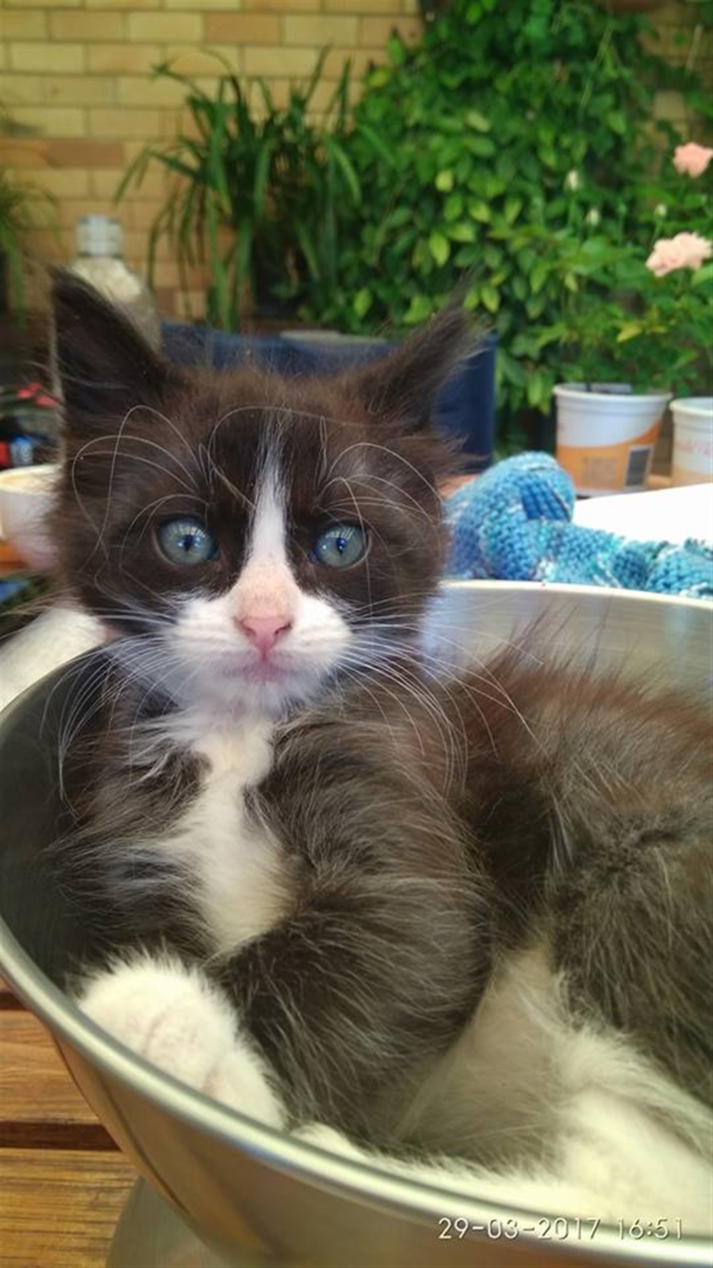 Kichi - Male Domestic Medium Hair Cat in ACT - PetRescue