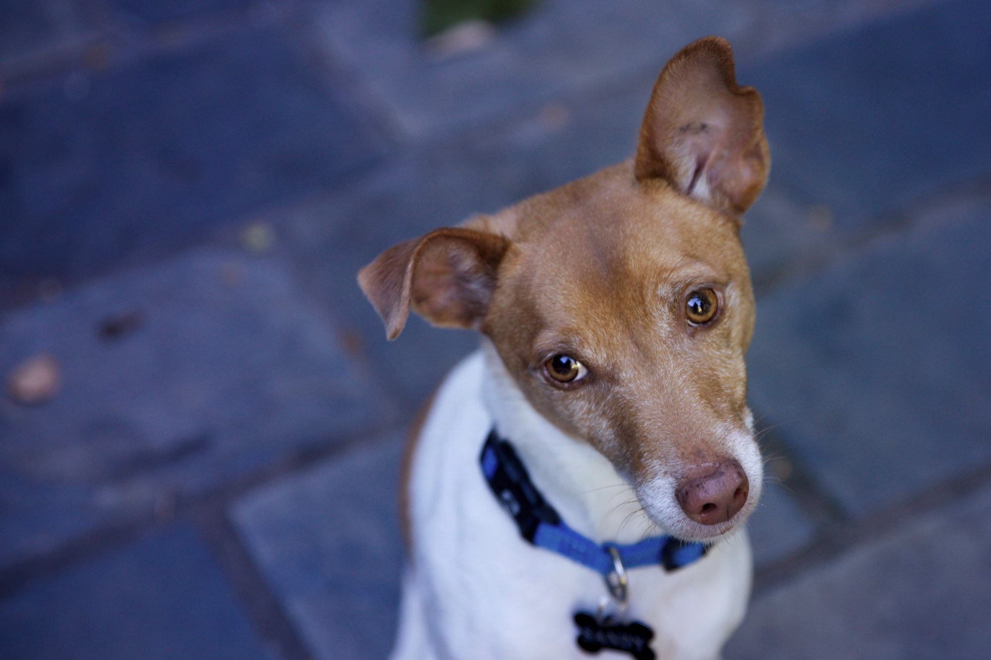 Sandy - Small Male Tenterfield Terrier Dog in QLD - PetRescue