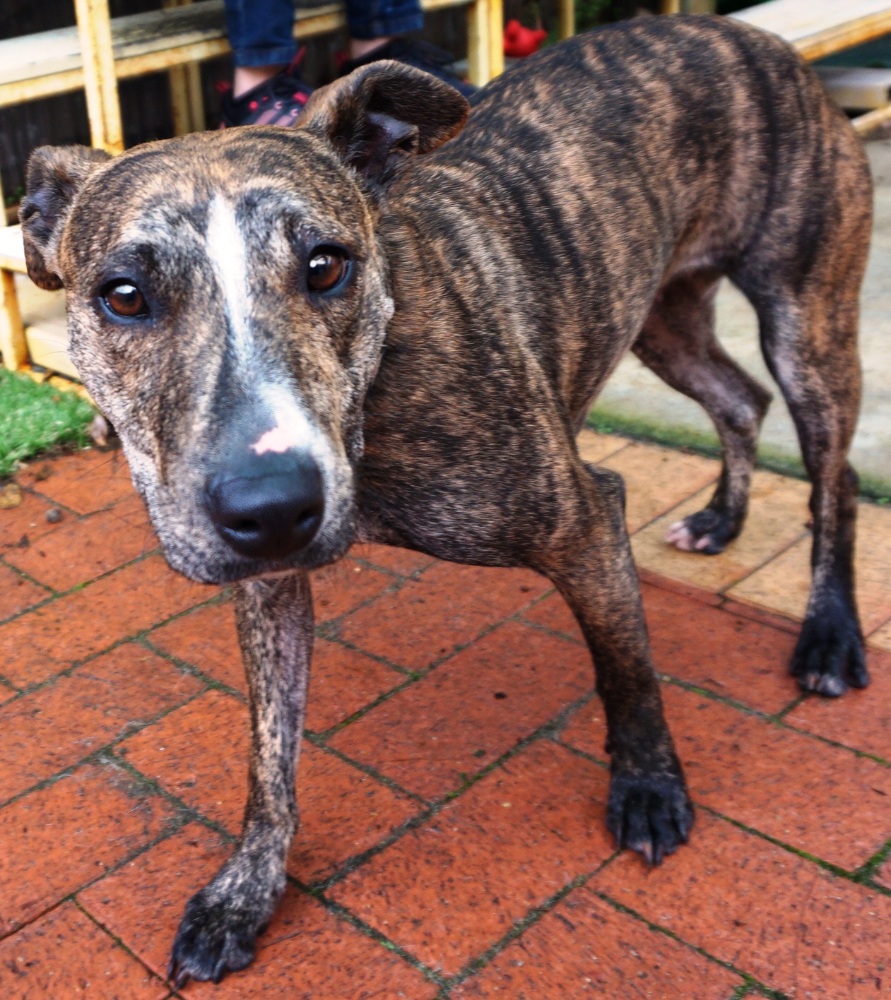 Matilda - Medium Female Staffy Mix Dog in WA - PetRescue