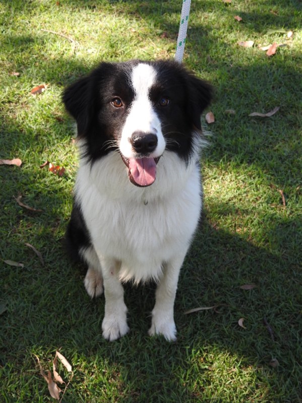 Digger - Medium Male Border Collie Dog in QLD - PetRescue