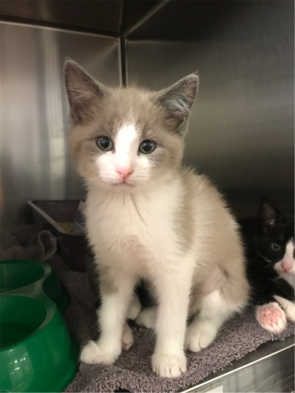 Lara - Female Snowshoe Mix Cat in QLD - PetRescue
