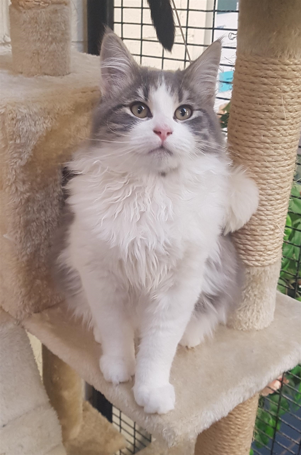 Max - Male Domestic Medium Hair x Maine Coon Mix Cat in QLD - PetRescue