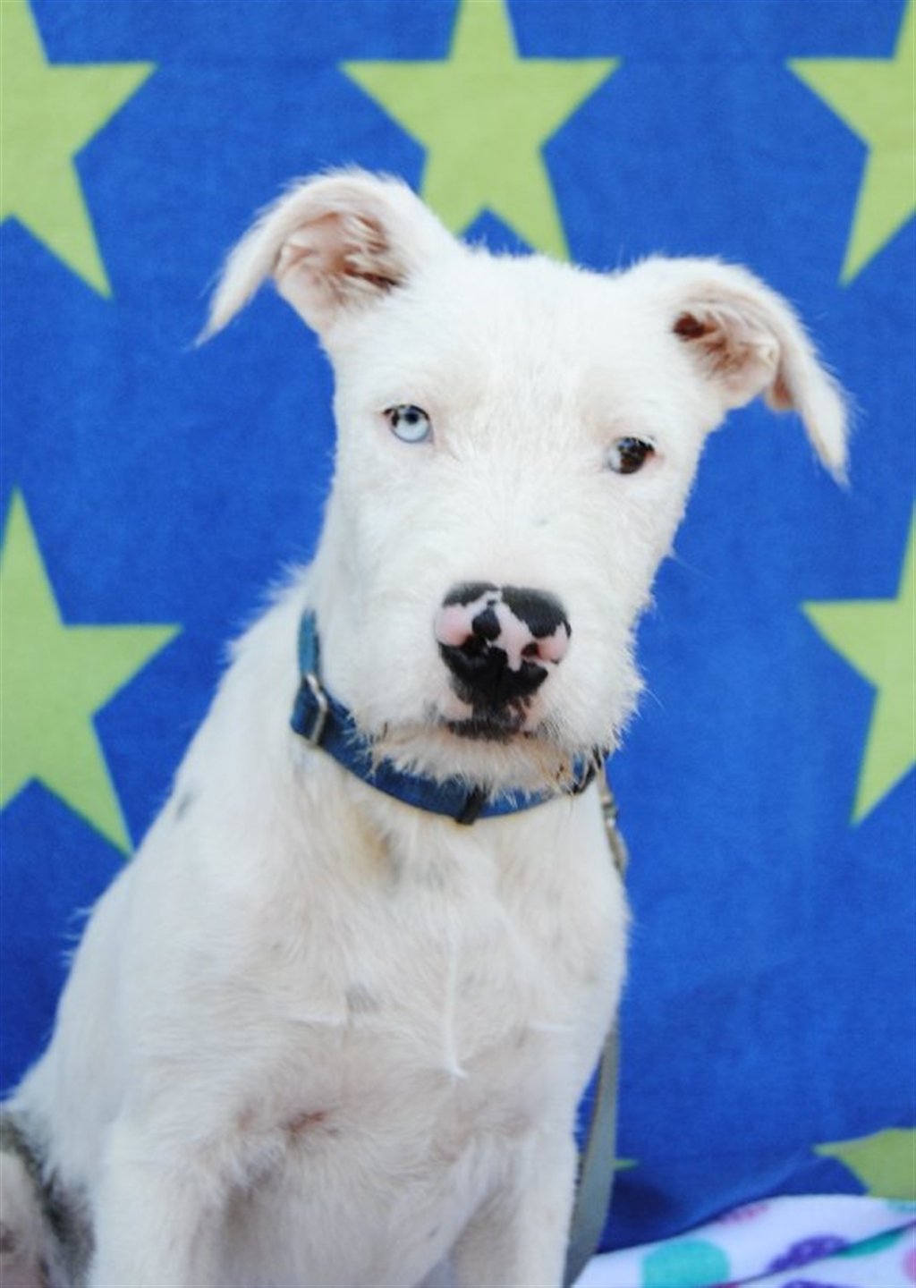 Stevie - Medium Male North Queensland Bullhound Mix Dog in QLD - PetRescue