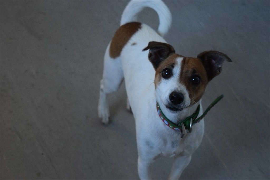 Bodie - Small Male Jack Russell Terrier x Miniature Fox Terrier Mix Dog ...