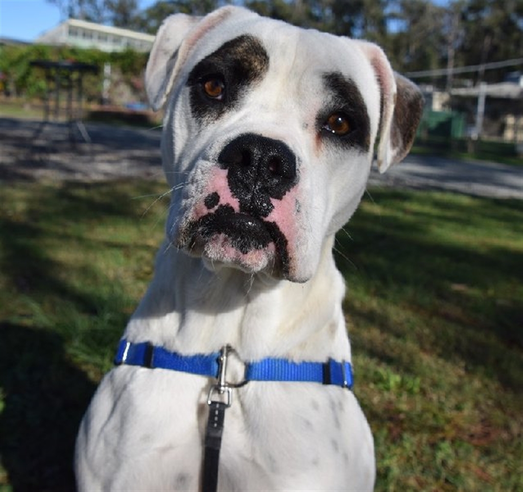 Arizona - Medium Female Boxer Mix Dog in QLD - PetRescue