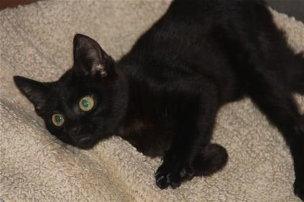 Fury - Male Manx Mix Cat in QLD - PetRescue