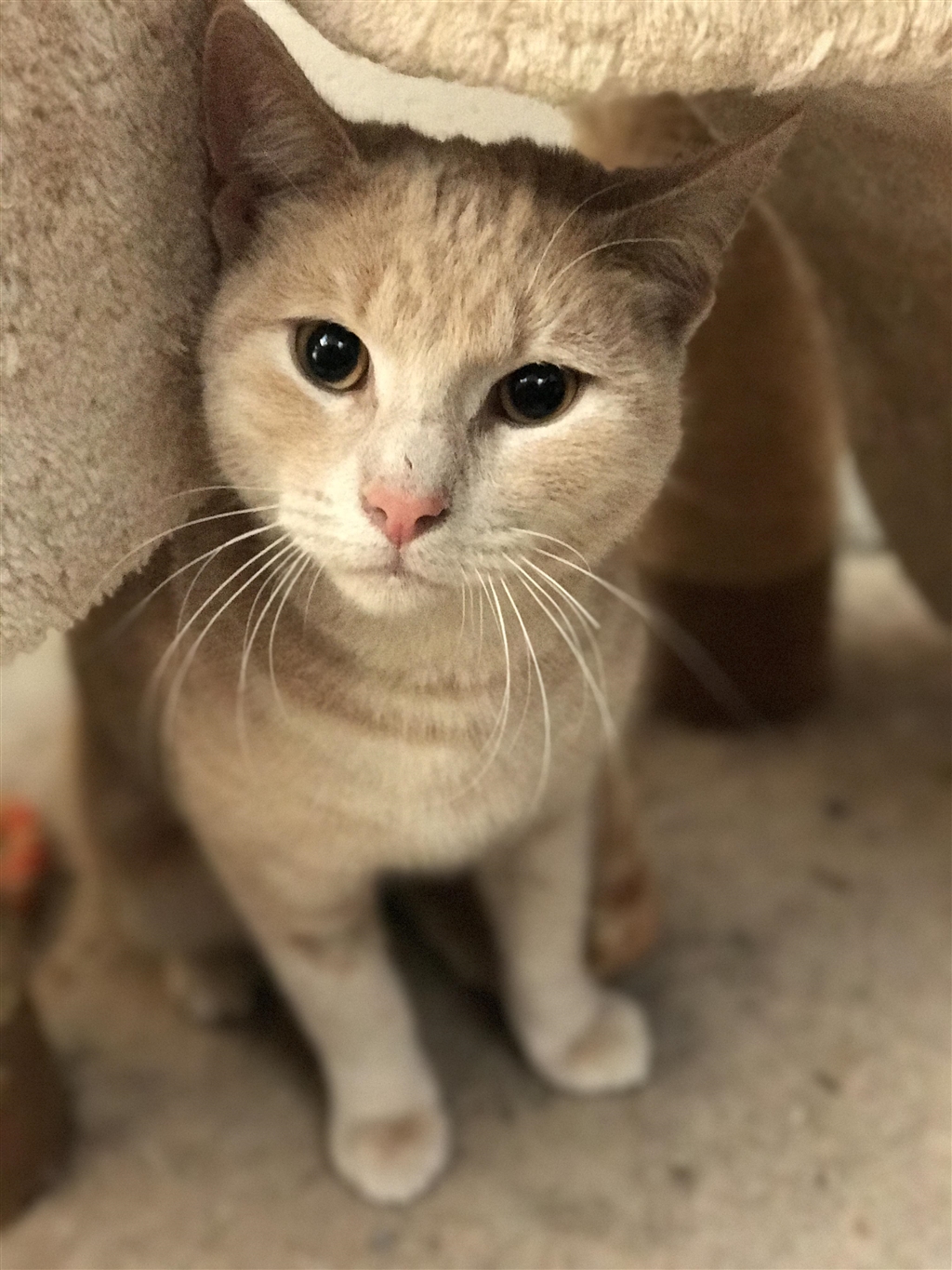 Jynx - Male Domestic Short Hair Mix Cat in QLD - PetRescue